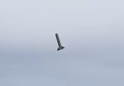 Estes - BLU-97B Cluster Bomb